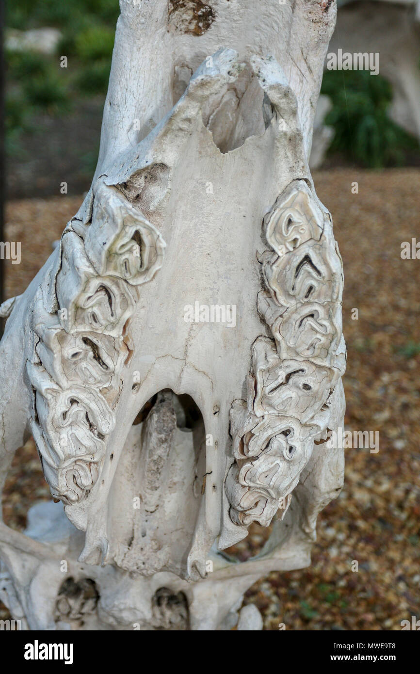 Hippopotamus skeleton in the landscape at stellenbosch, garden route ...
