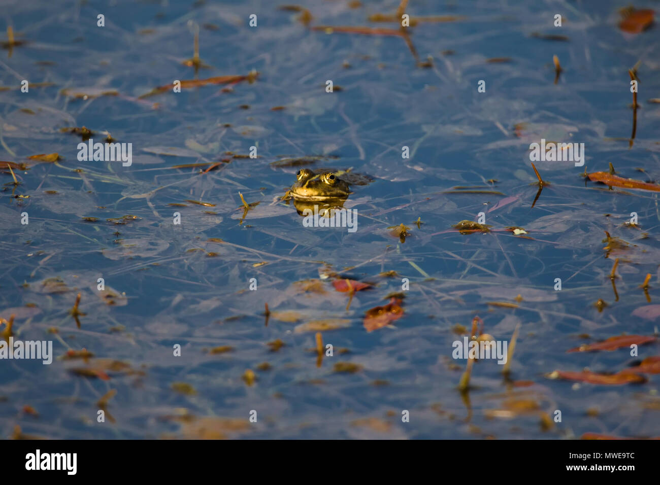 Frog water aquarium hi-res stock photography and images - Alamy