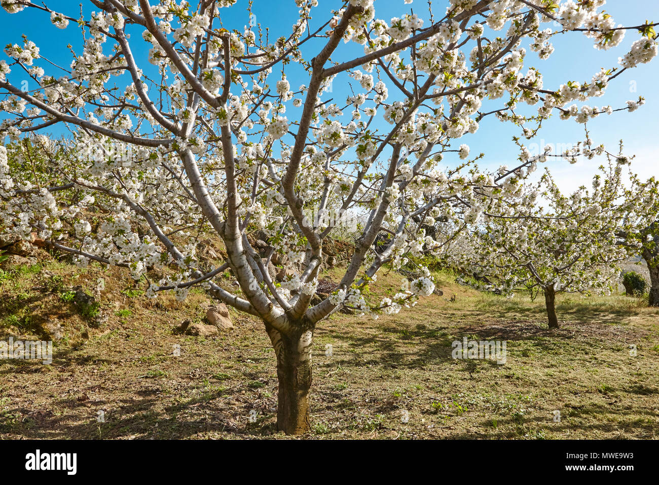 Cherry blossom in Jerte Valley, Caceres. Spring in Spain. Season Stock ...