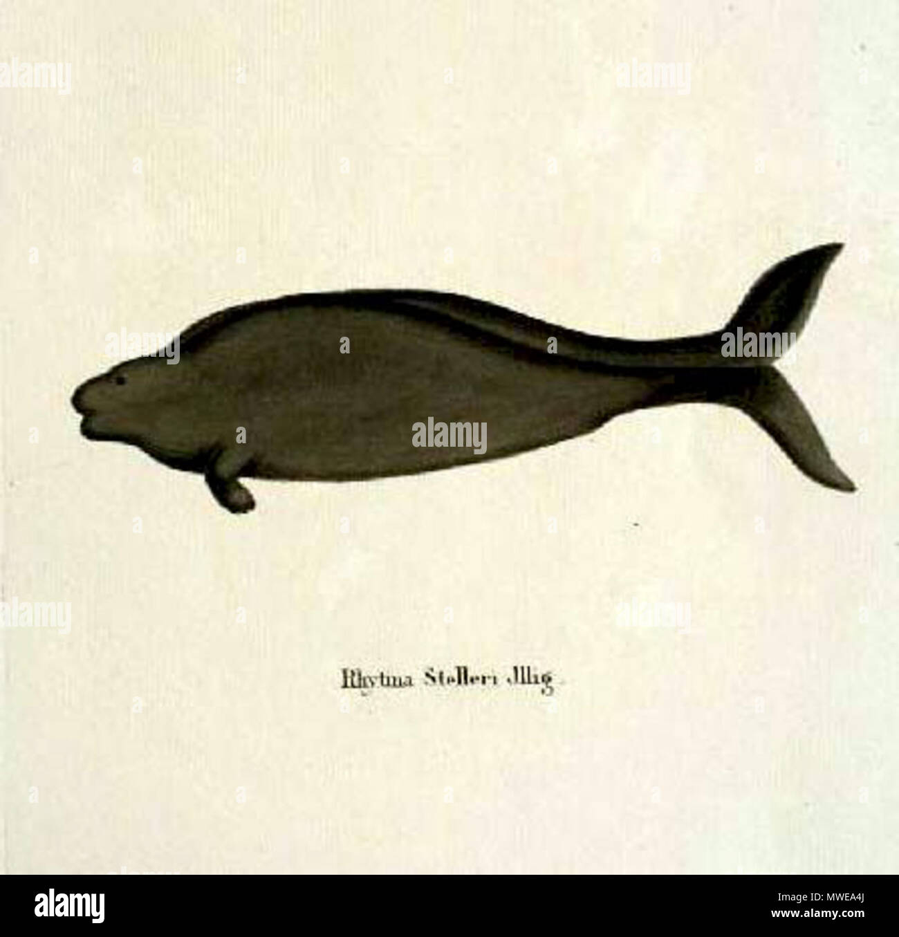 Gigas rhytina hi-res stock photography and images - Alamy