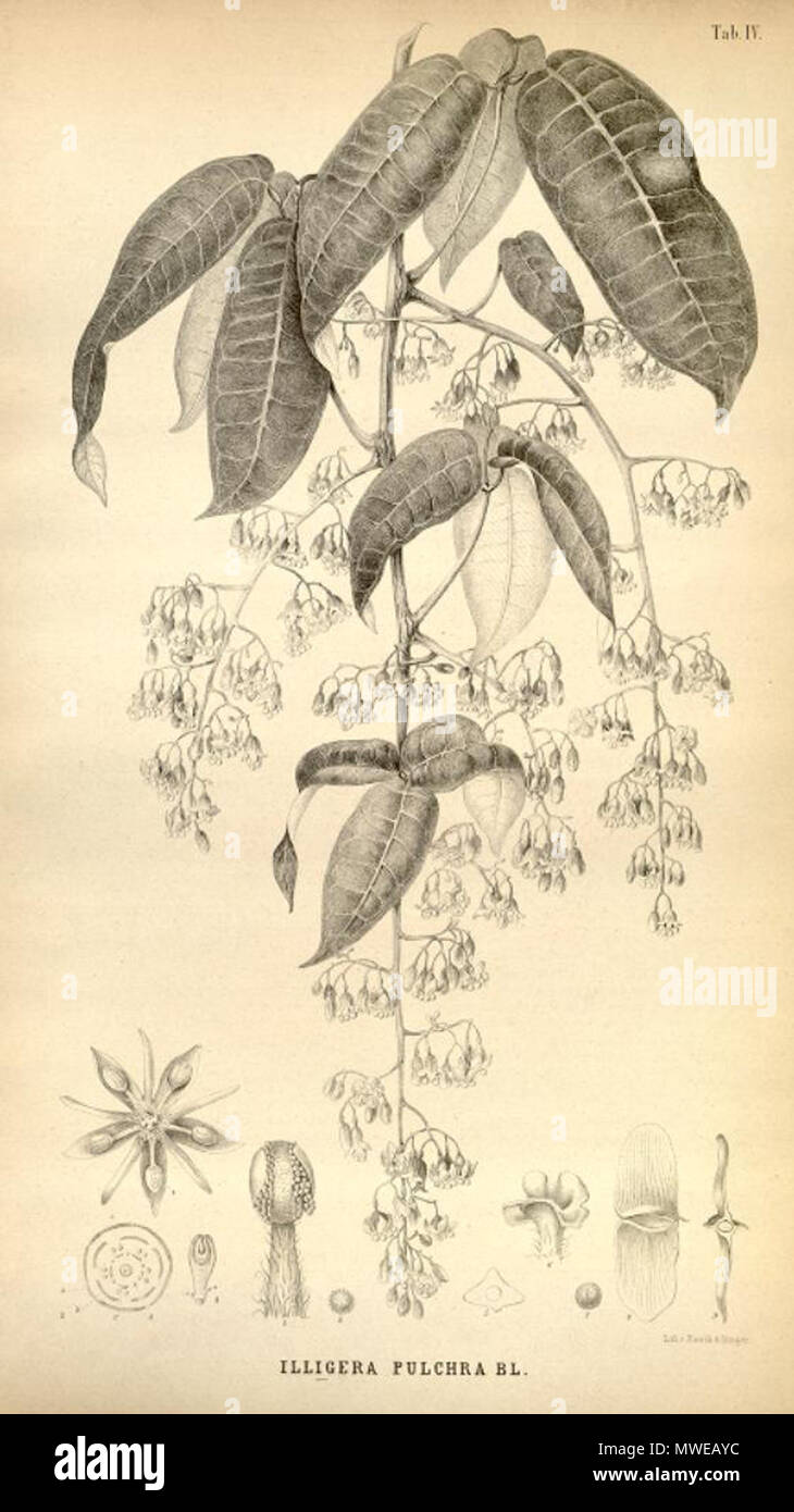 . Illustration of Illigera pulchra . between 1865 and 1866. Friedrich ...
