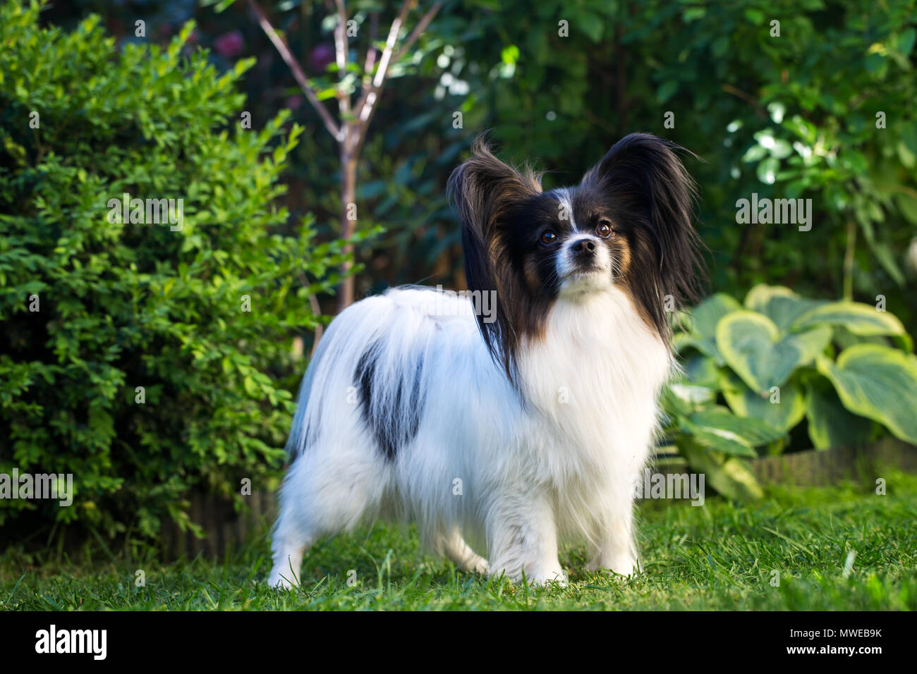 papillon in the garden Stock Photo - Alamy