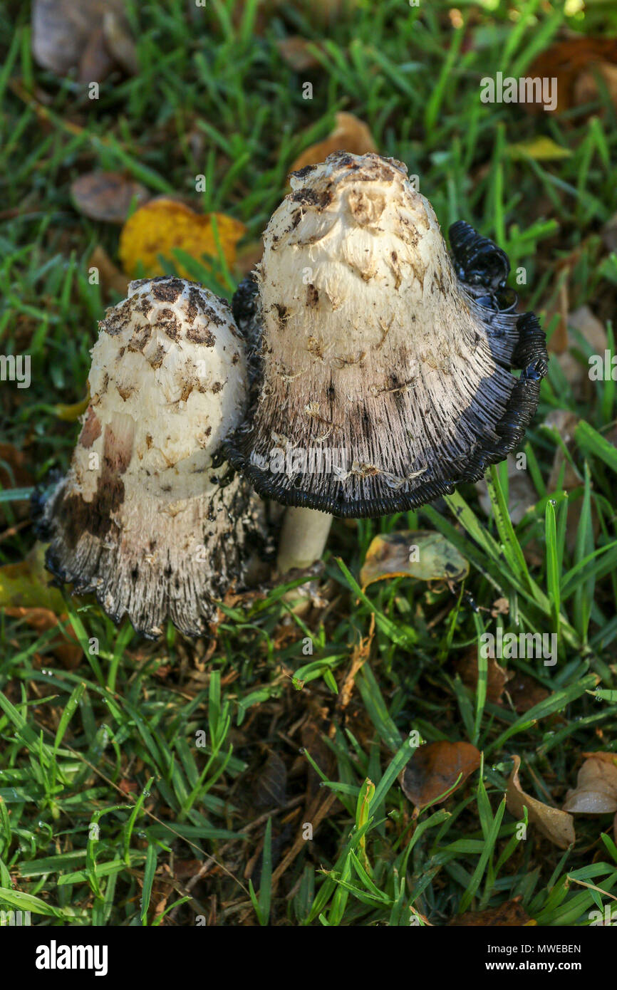 Shaggy ink-cap fungi in grassland Stock Photo - Alamy