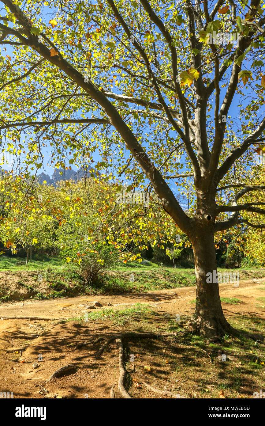 South african oak trees in full autumn livery outside the Jonkershoek ...