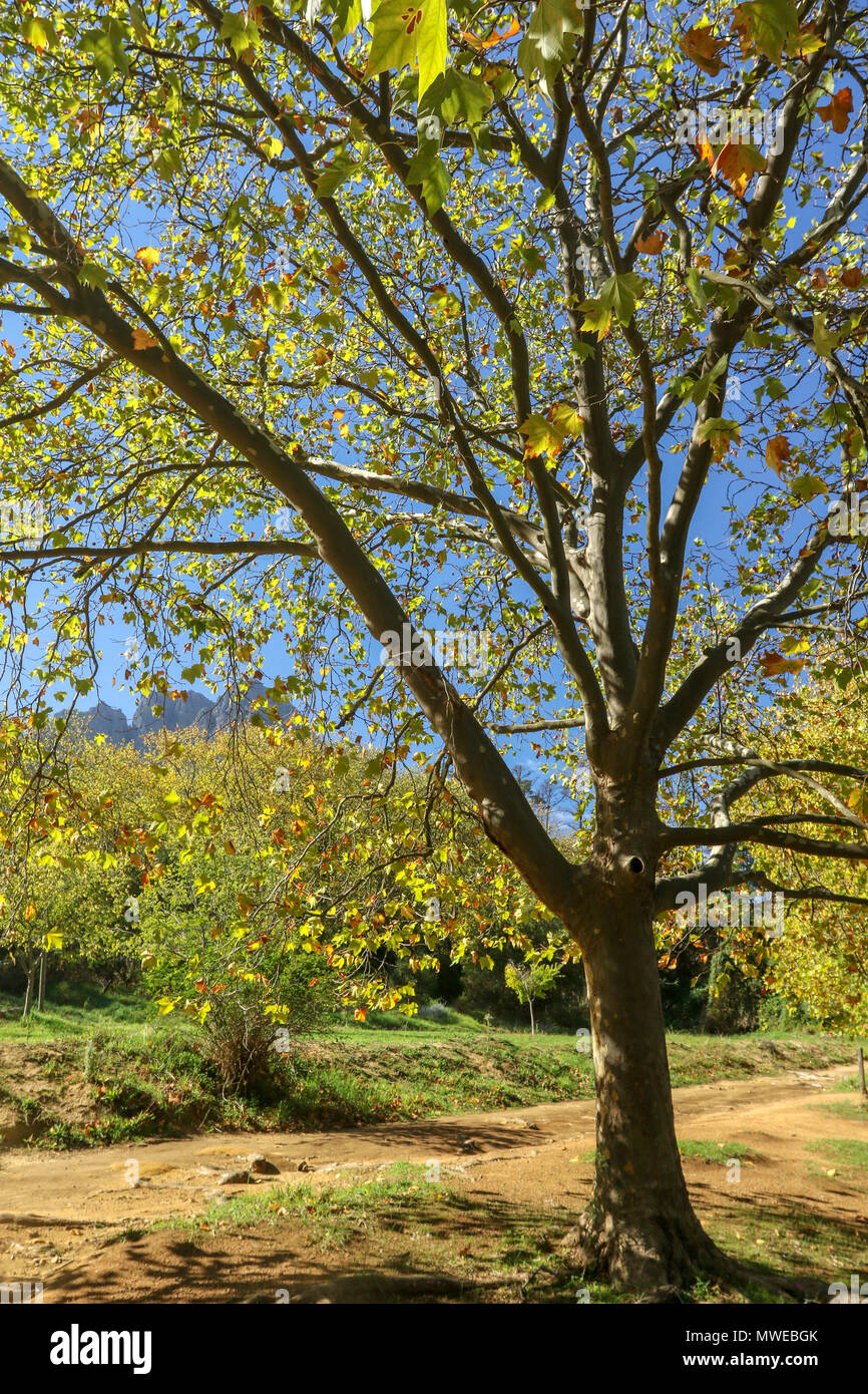 South african oak trees in full autumn livery outside the Jonkershoek ...
