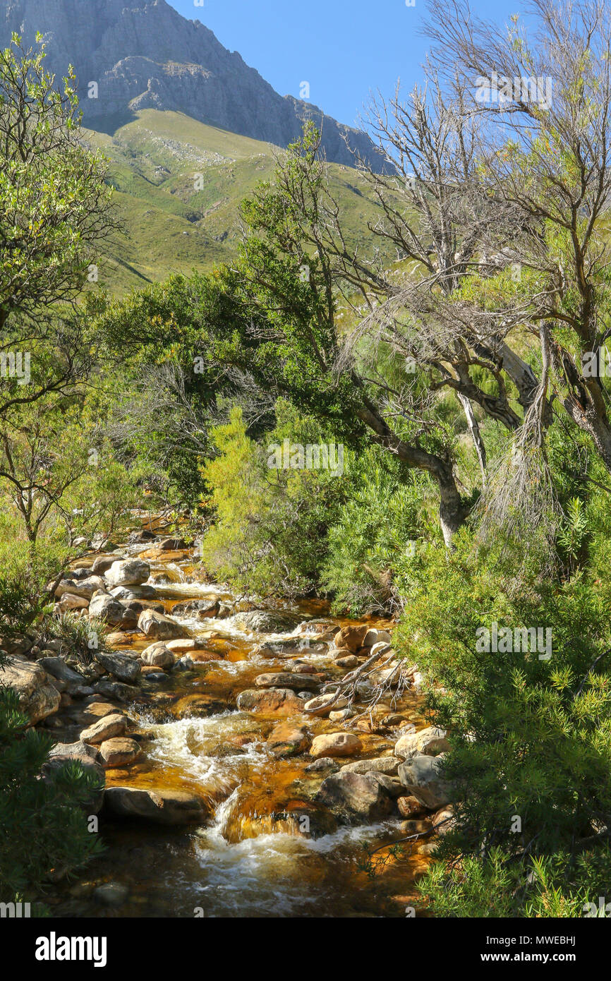 Eerste river flowing through riparian landscape of the Jonkershoek ...