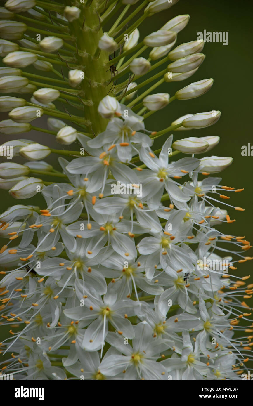 Eremurus himalaicus hi-res stock photography and images - Alamy