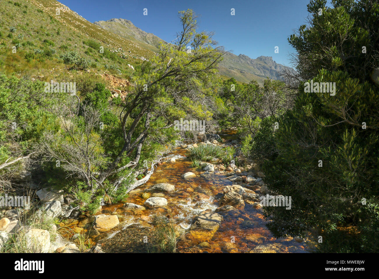 Eerste river flowing through riparian landscape of the Jonkershoek ...