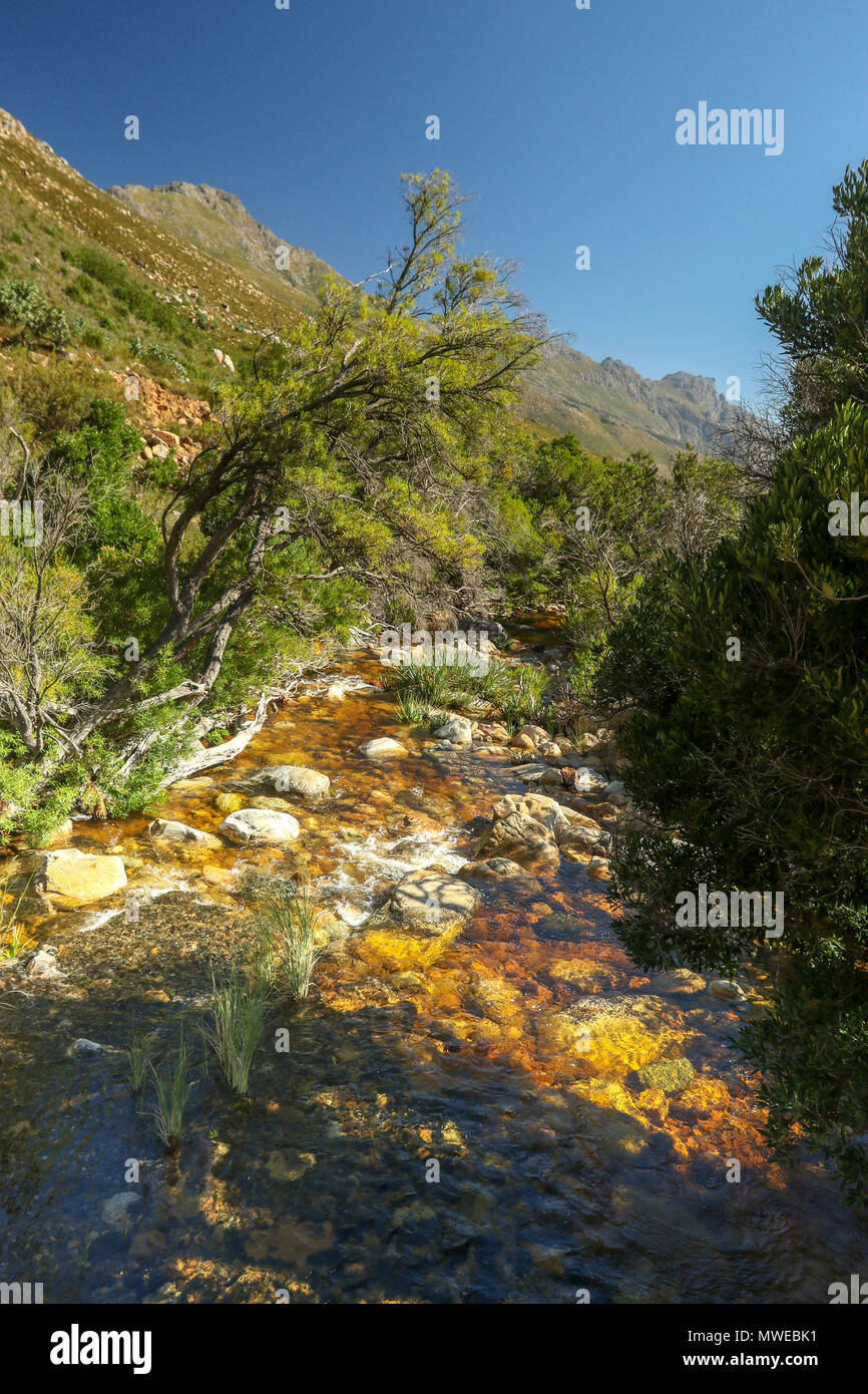 Eerste river flowing through riparian landscape of the Jonkershoek ...