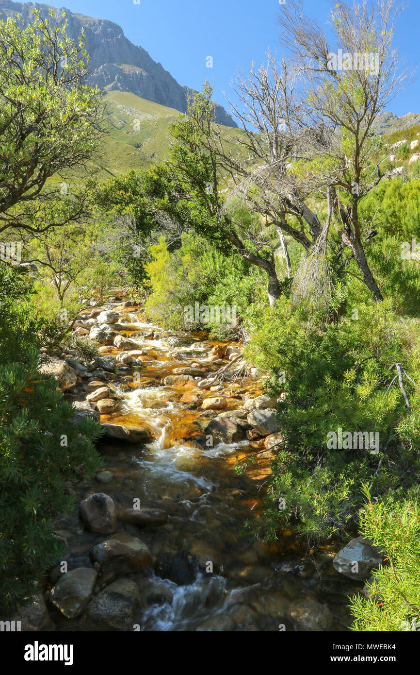 Eerste river flowing through riparian landscape of the Jonkershoek ...