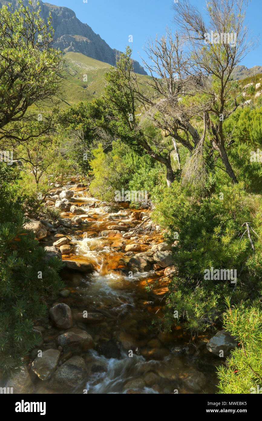 Eerste river flowing through riparian landscape of the Jonkershoek ...