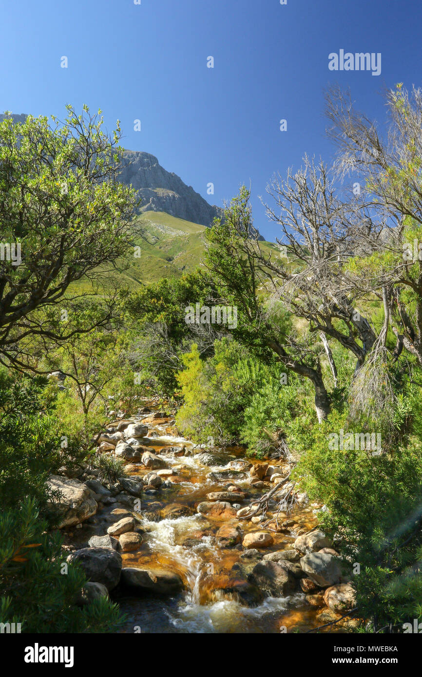 Eerste river flowing through riparian landscape of the Jonkershoek ...