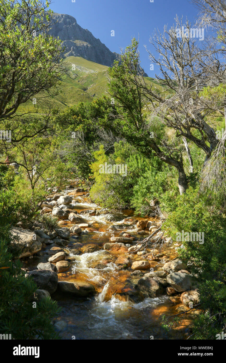 Eerste river flowing through riparian landscape of the Jonkershoek ...