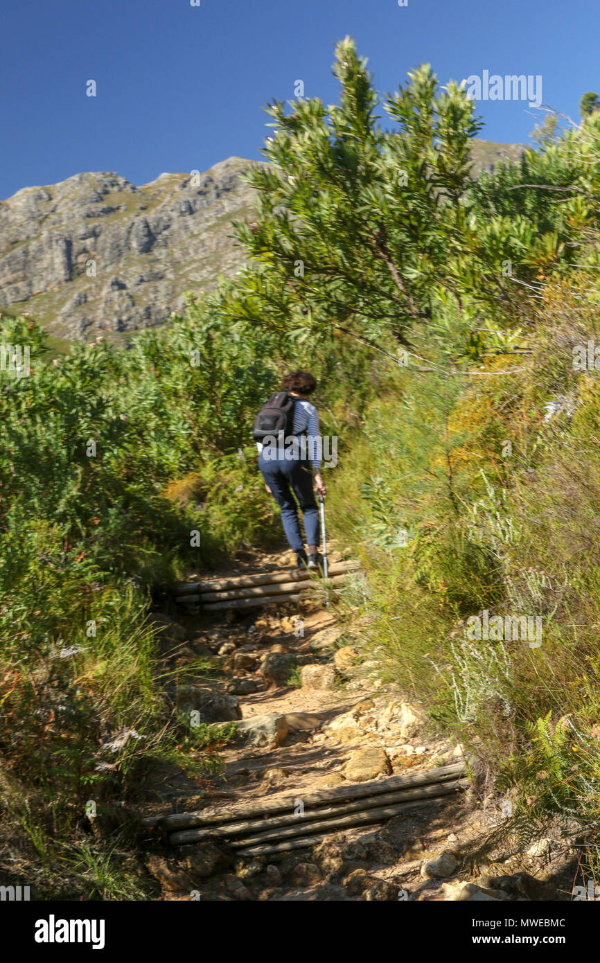lady hiker on the waterfall trail Jonkershoek Reserve, cape, South ...