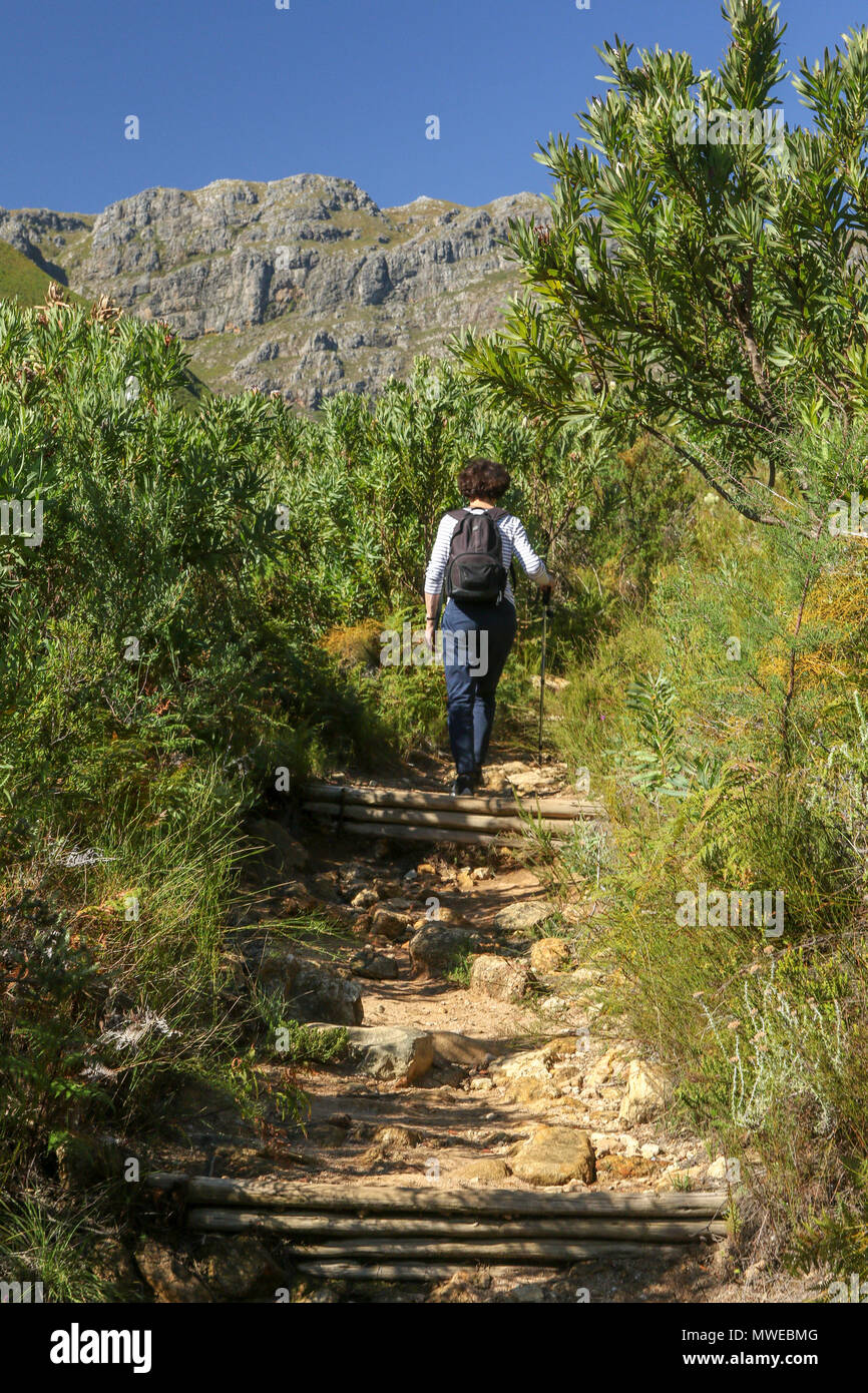 lady hiker on the waterfall trail Jonkershoek Reserve, cape, South ...