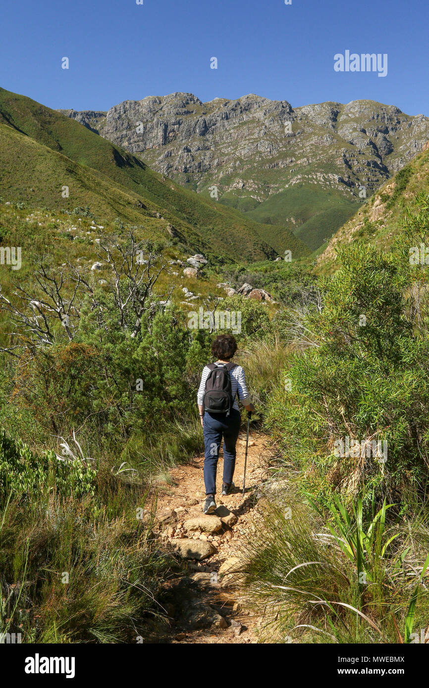 lady hiker on the waterfall trail Jonkershoek Reserve, cape, South ...