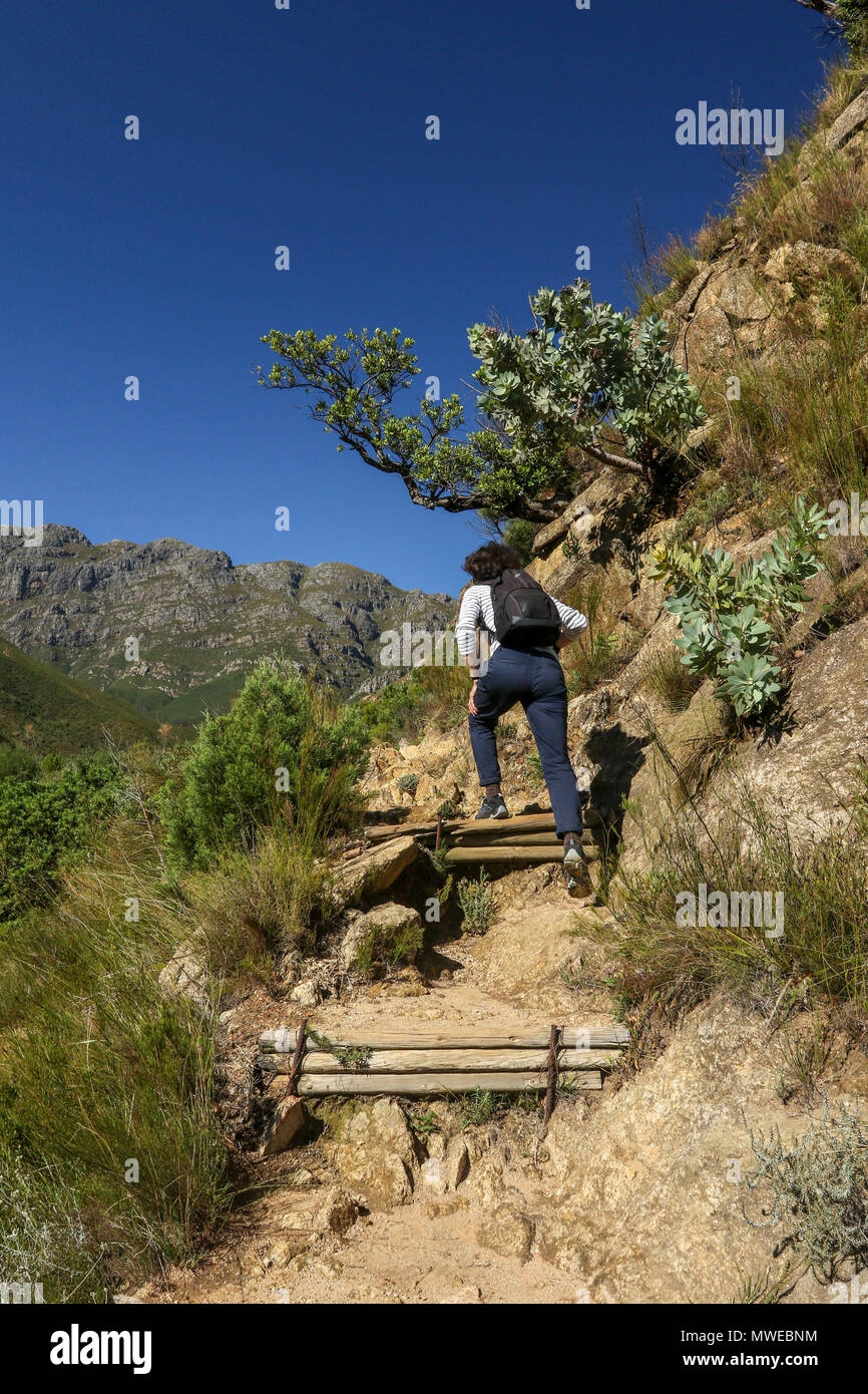 lady hiker on the waterfall trail Jonkershoek Reserve, cape, South ...