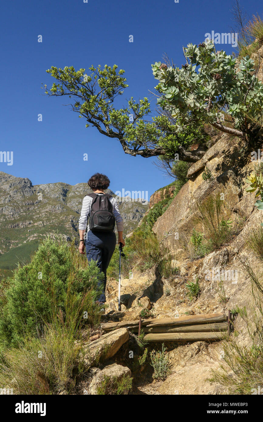 lady hiker on the waterfall trail Jonkershoek Reserve, cape, South ...