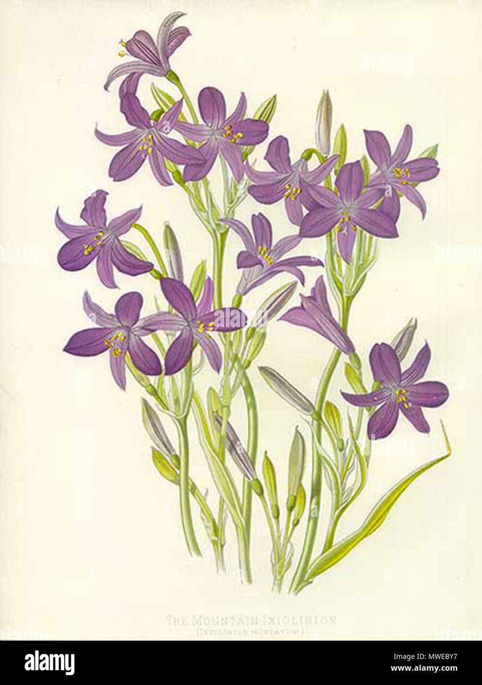 . English: Ixiolirion tataricum var. tataricum, syn. Ixiolirion ...