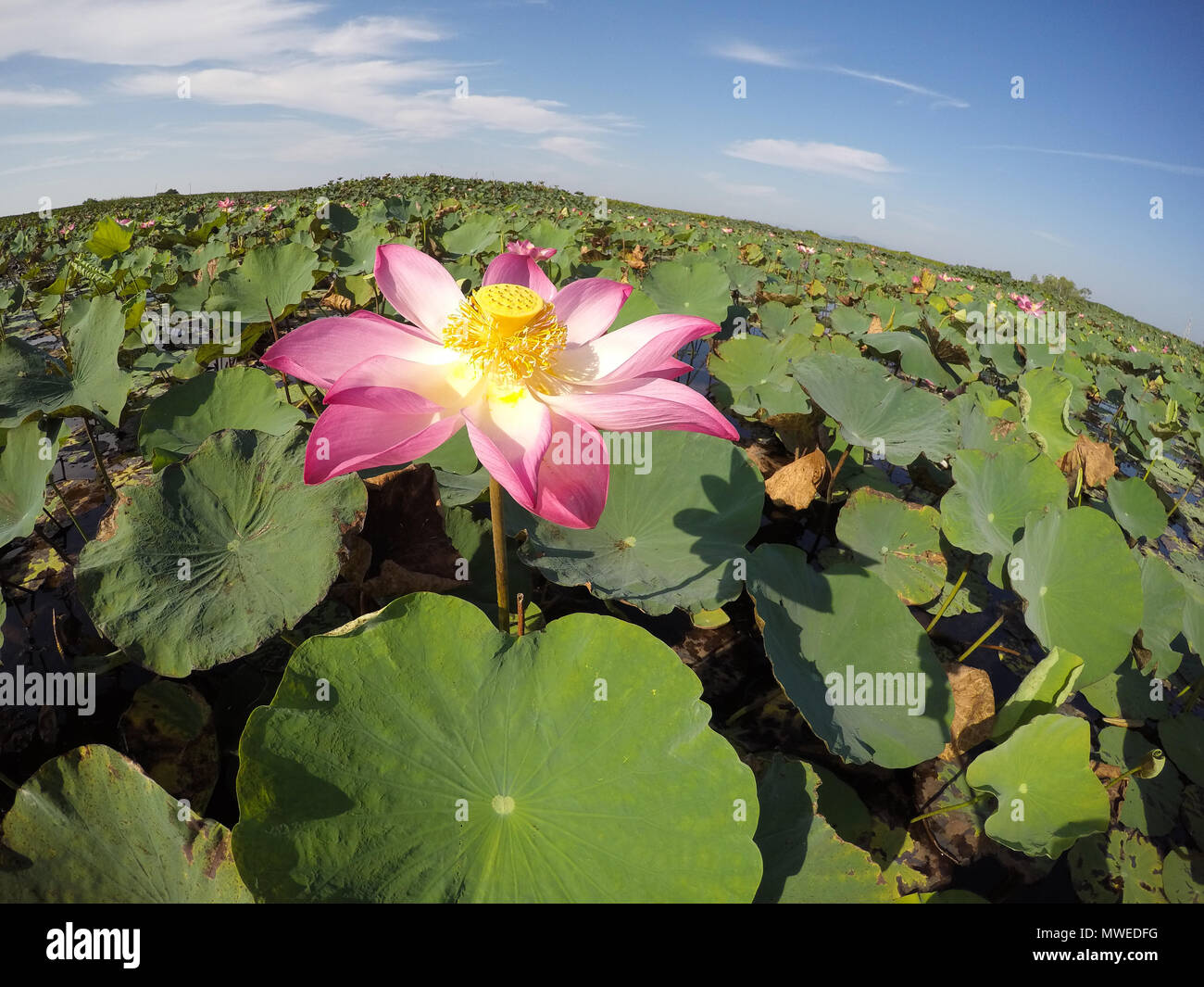 Castalia lotus hi-res stock photography and images - Alamy