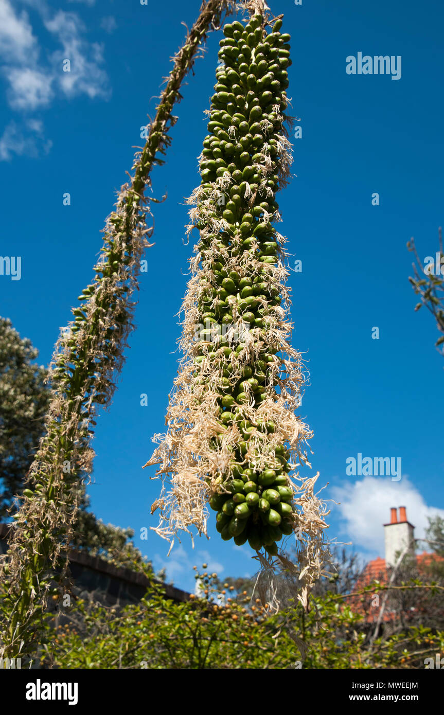 Sydney Australia, fox tail curved stem against blue sky Stock Photo - Alamy