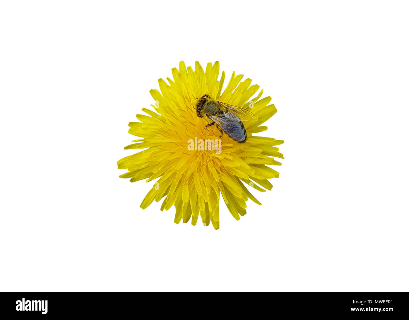 Beautiful honey bee Cut Out Stock Images & Pictures - Alamy
