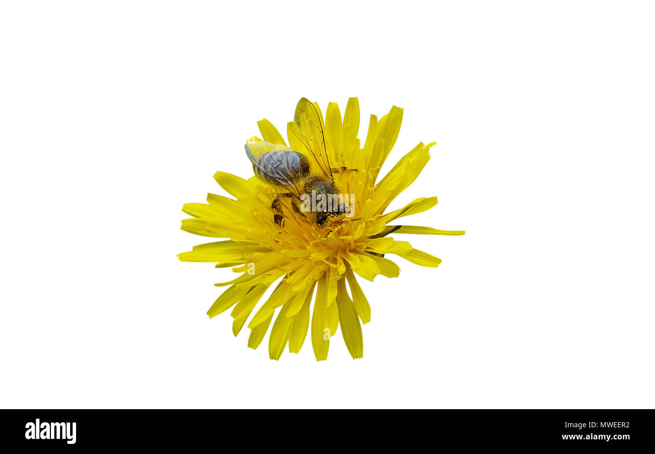 Closeup bee flower Cut Out Stock Images & Pictures - Alamy