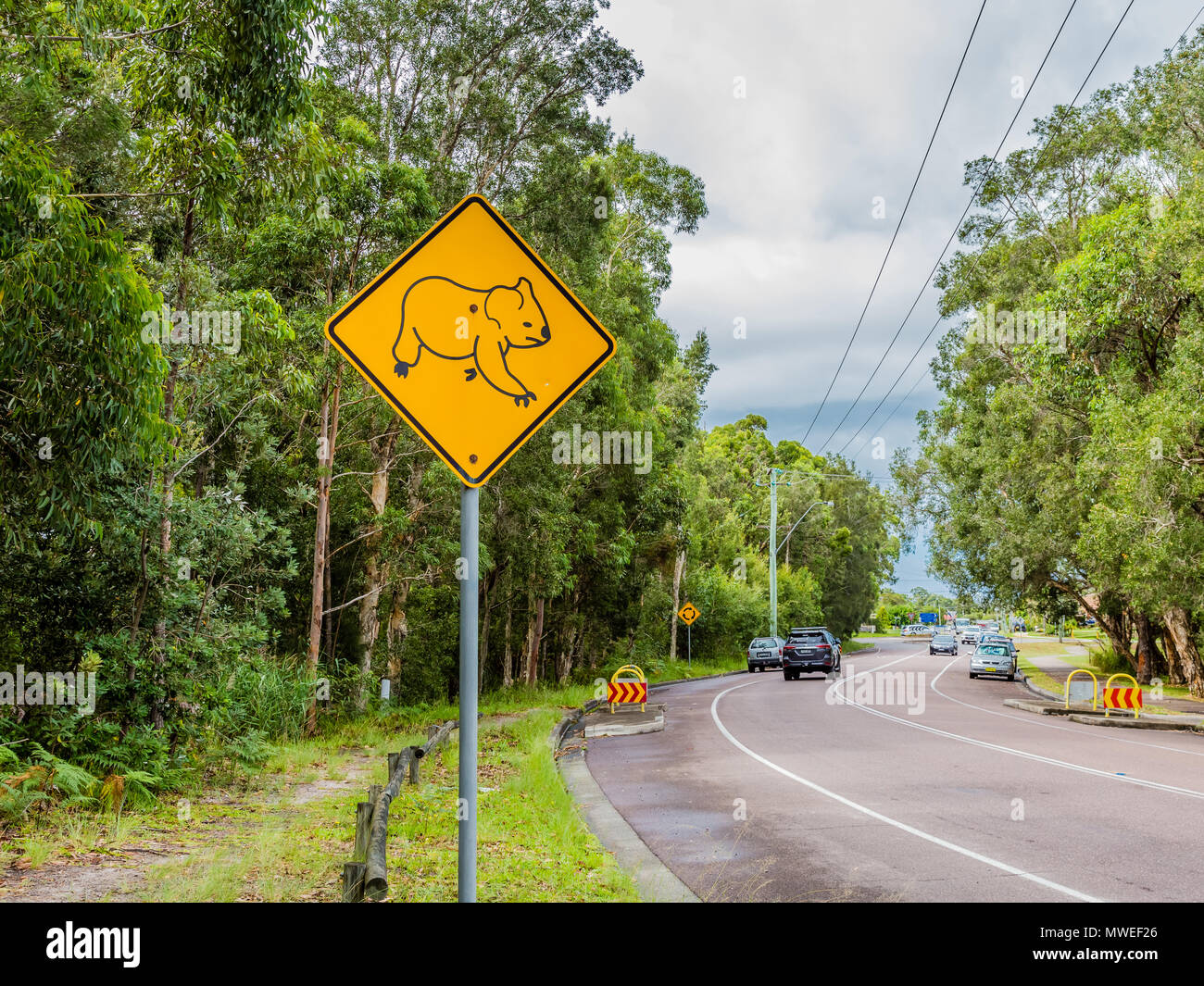 Roadside sign warning for motorists to be aware of koalas in the area ...
