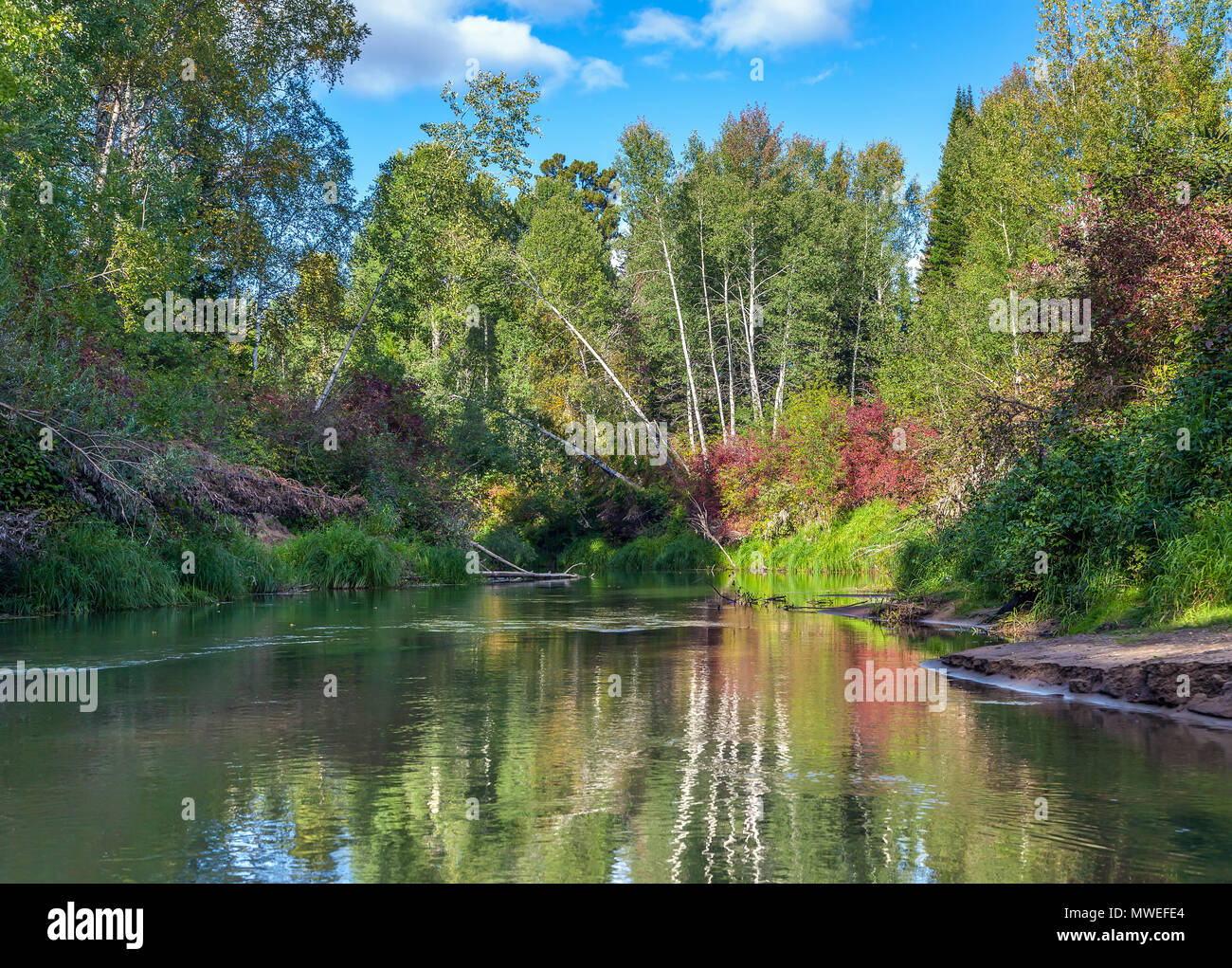 Summer birch forest in russia hi-res stock photography and images - Alamy