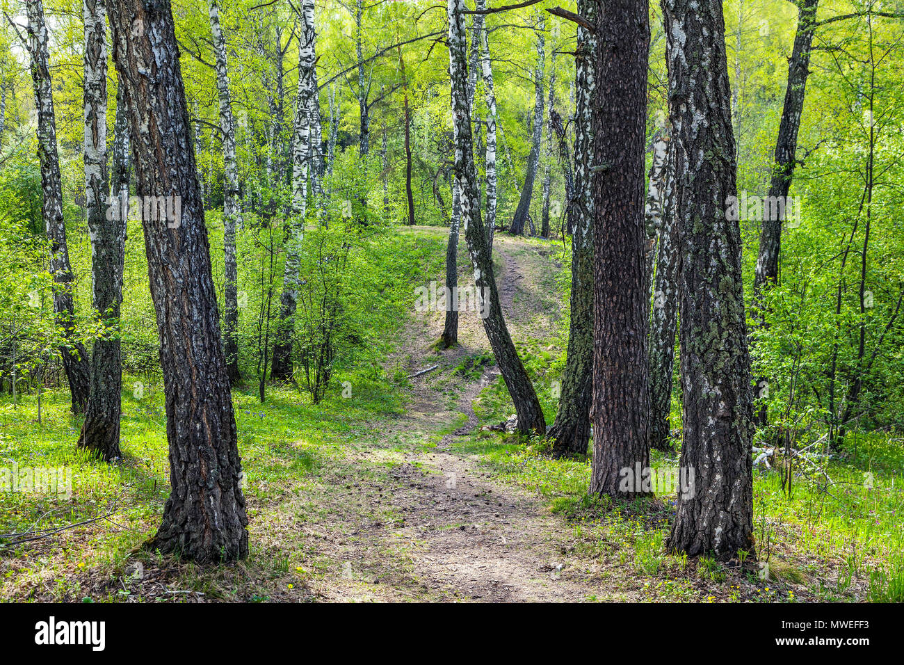Spring in Siberia Stock Photo - Alamy