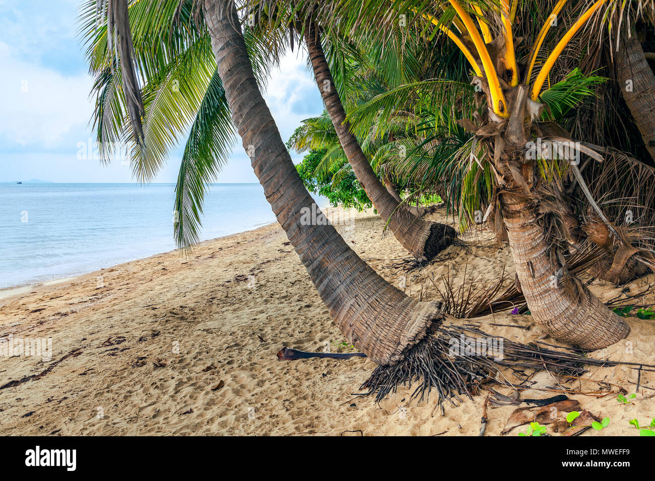 Coconut island of Koh Samui in Thailand Stock Photo - Alamy