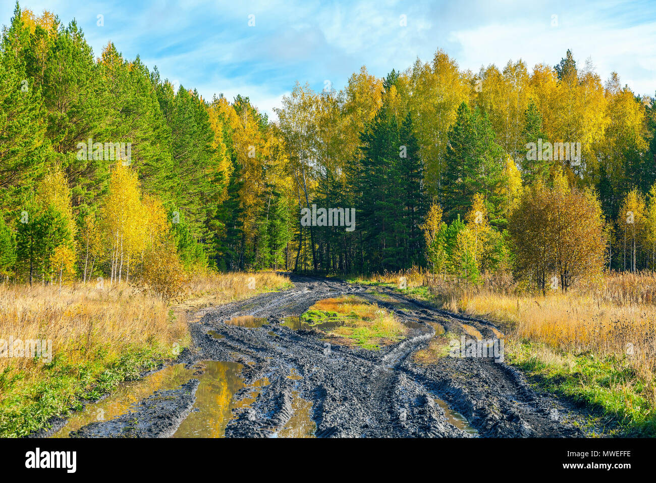 Pine forest defoliation hi-res stock photography and images - Alamy