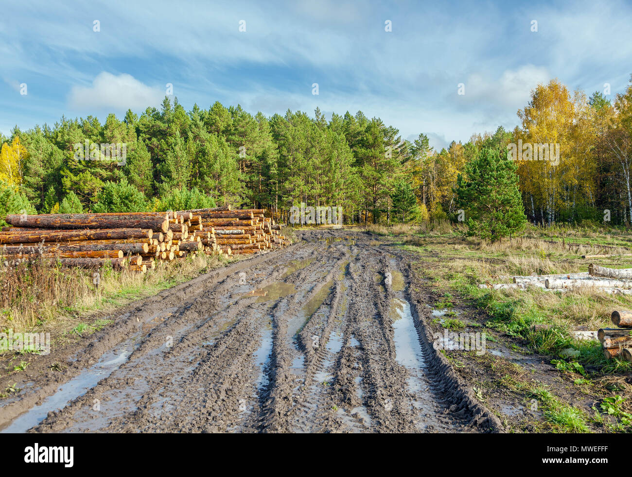 Pine forest defoliation hi-res stock photography and images - Alamy