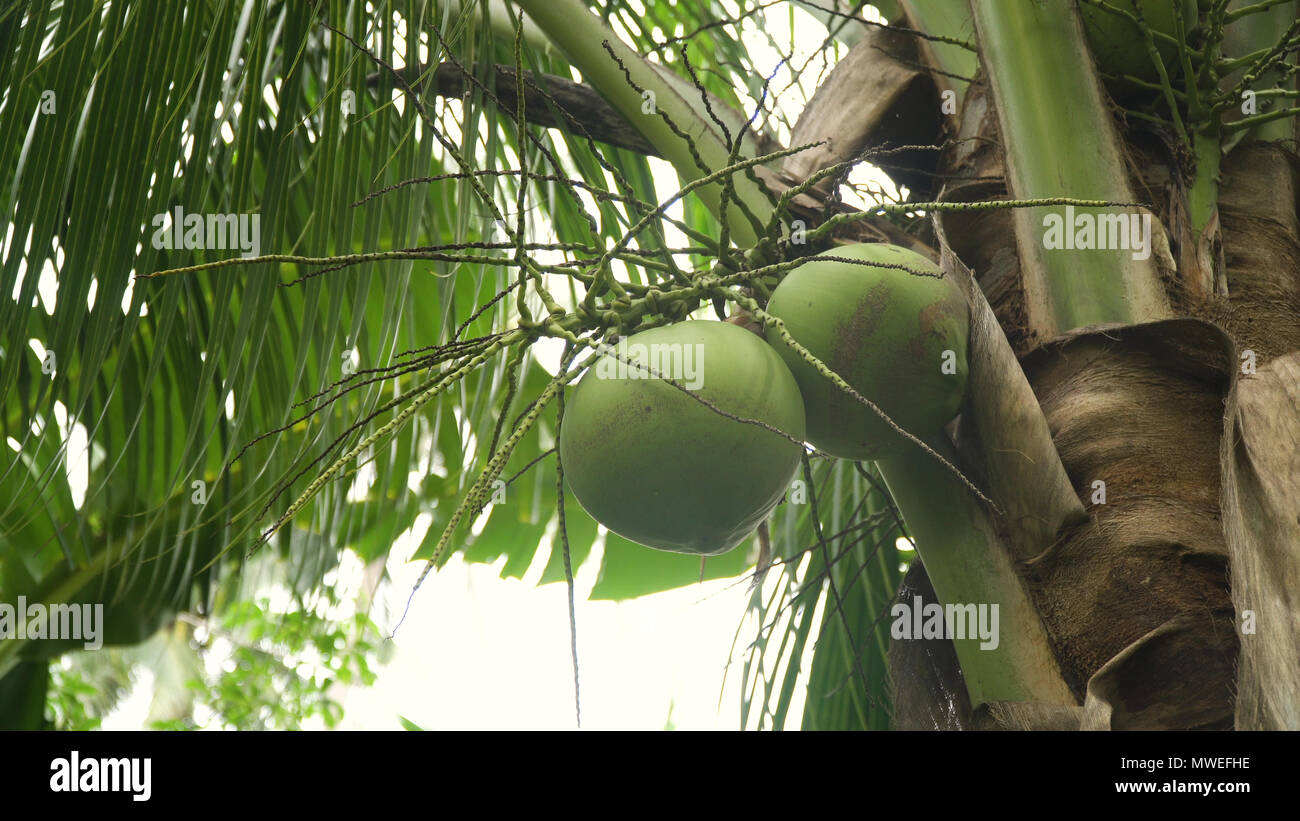 Green coconut at tree. Coconuts on a palm tree on a sunny day Stock ...