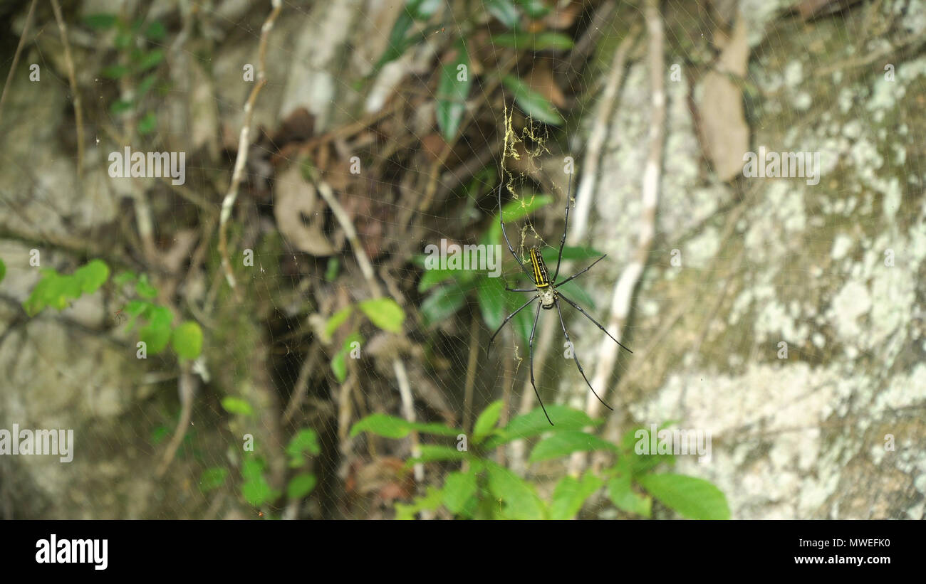 Large tropical spider,nephila golden orb in the web. Golden SIlk Orb ...