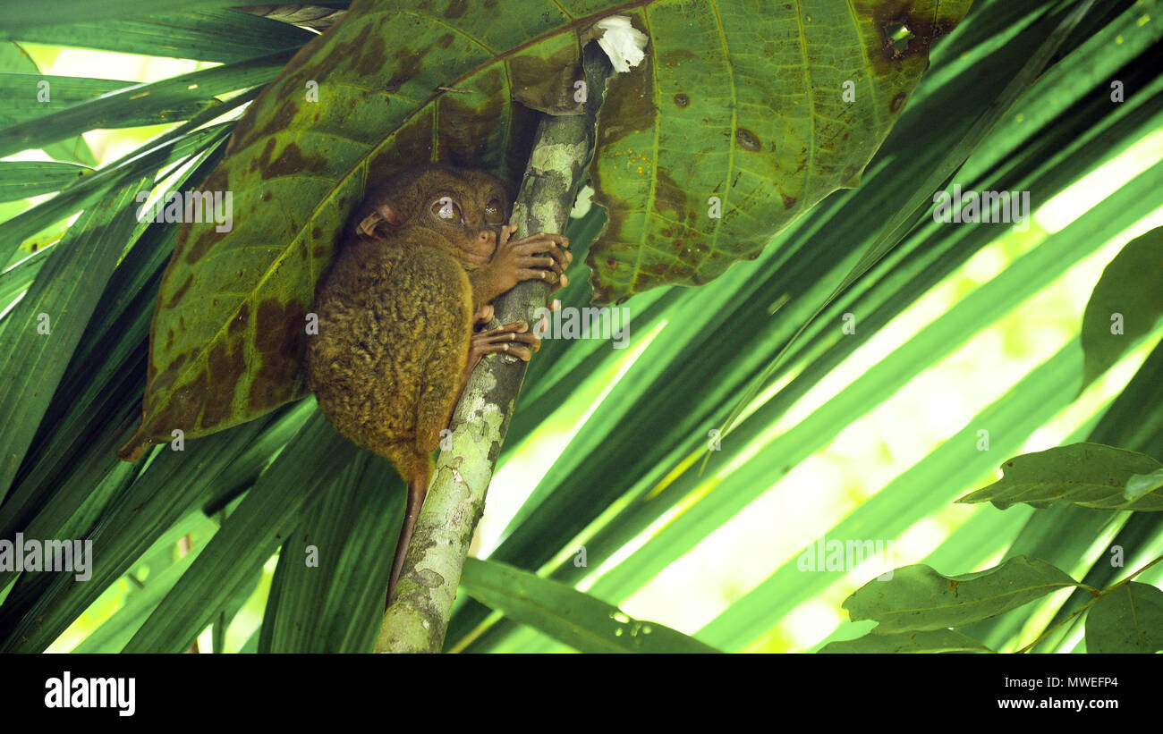 Tarsier on the tree. Tarsier sitting on a branch with green leaves, the ...