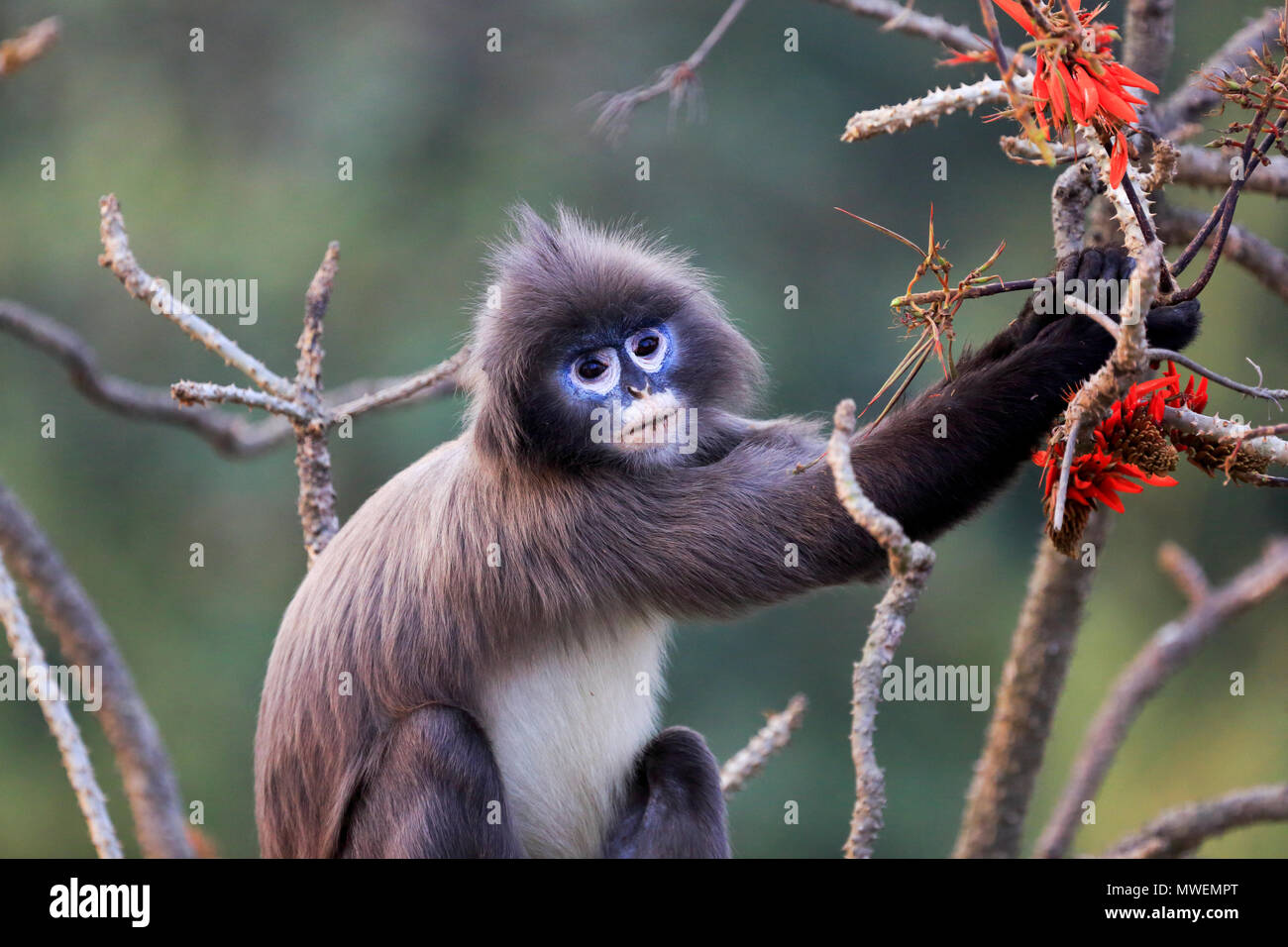 Phayre's Leaf Monkey ( Trachypithecus phayrei), Satchari National Park ...