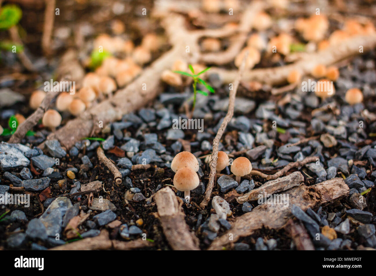Mushrooms on the tree root around at national park, Thailand Stock ...