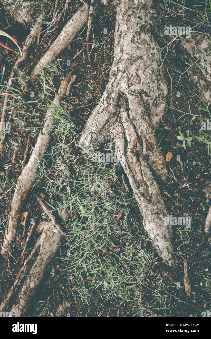 tree root in nature at park in thailand Stock Photo - Alamy