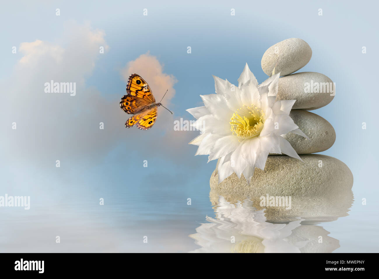 white flower and butterfly in front of stone pyramid Stock Photo - Alamy