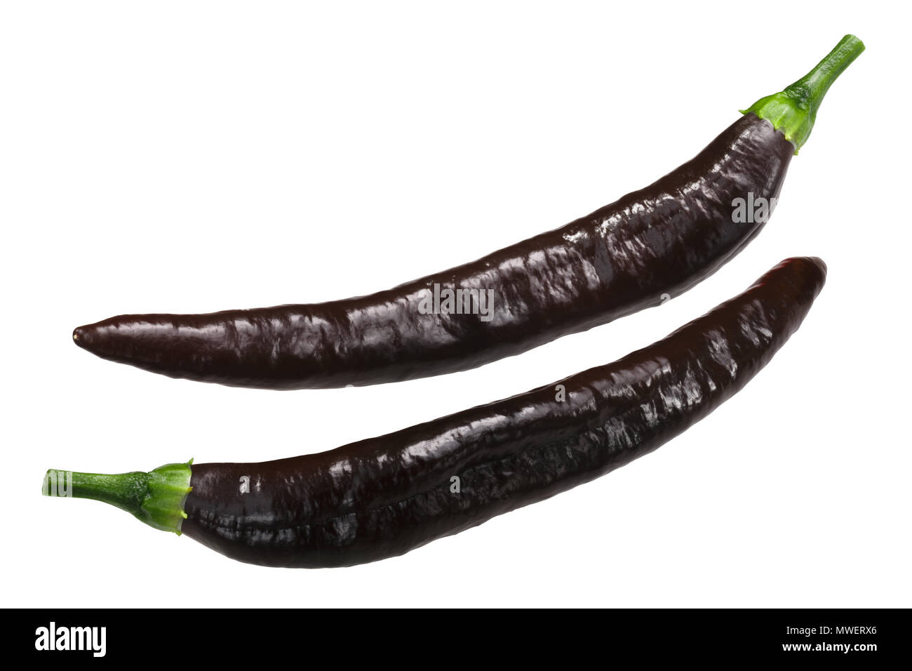 Mexican Chilaca or Pasilla Bajio chile pepper, brown ripe, whole fresh ...