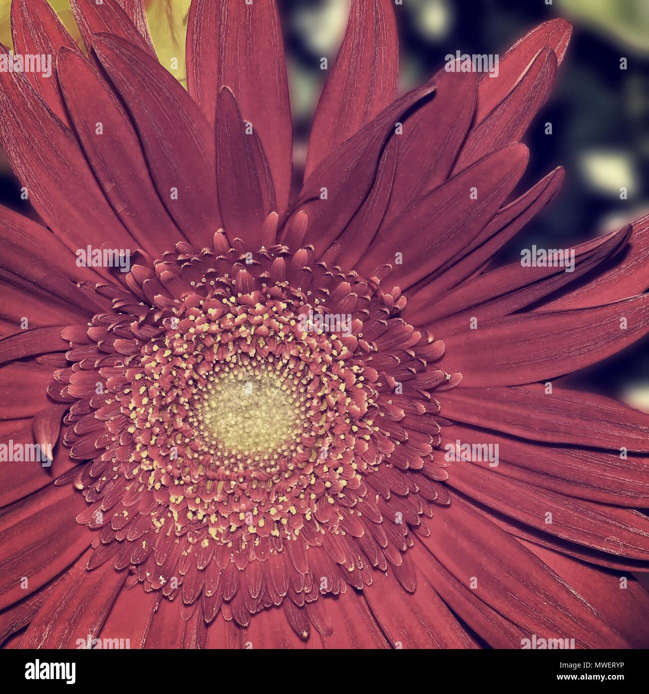 Vintage gerbera daisy closeup in faded purple tones Stock Photo - Alamy
