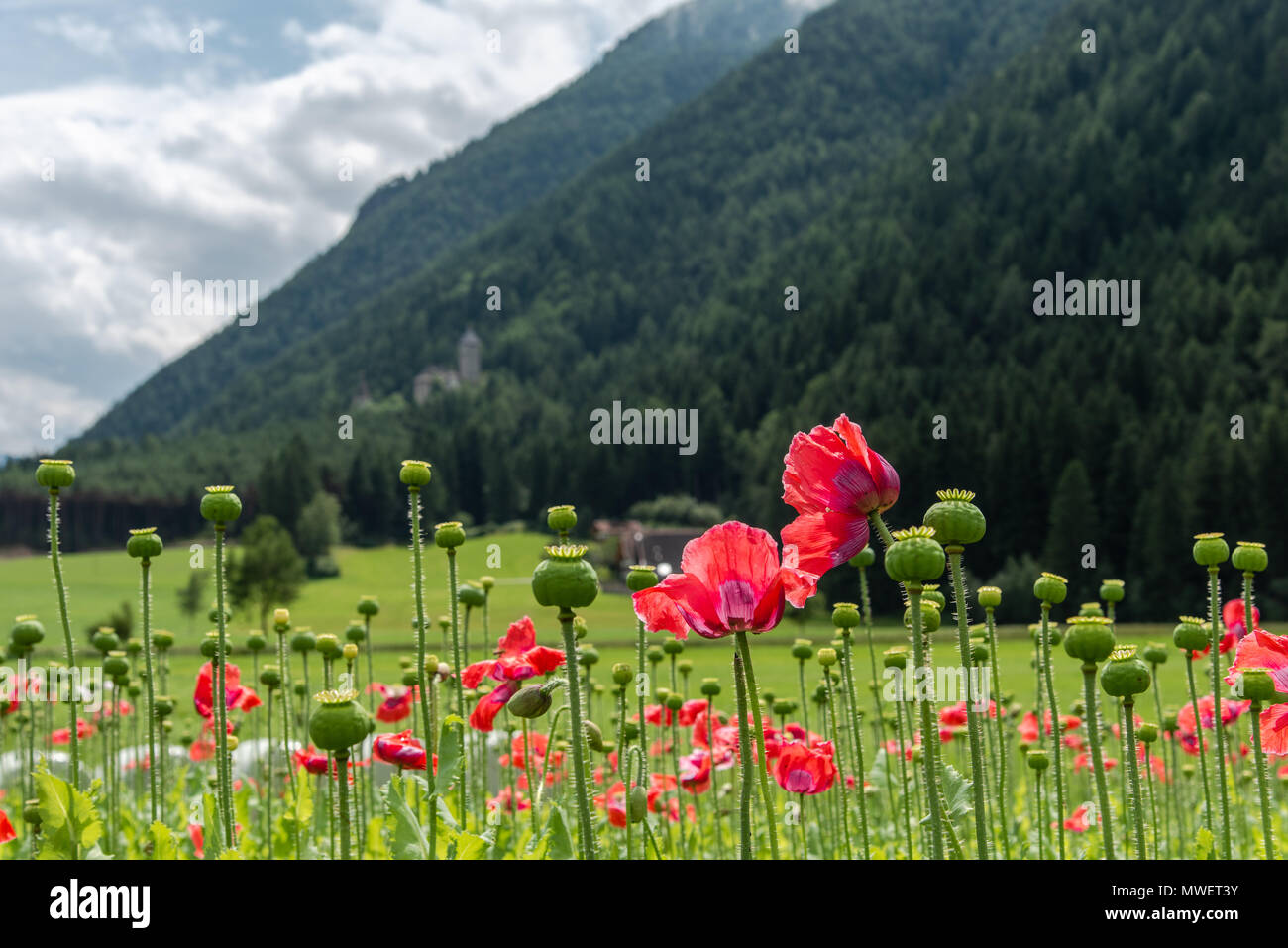 Beautiful yellow alpine poppies High Resolution Stock Photography and ...