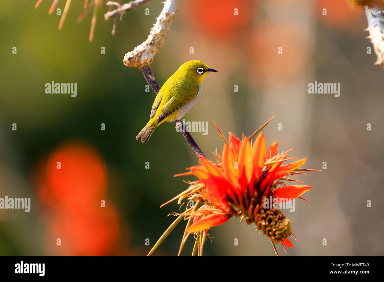 Indian white eye zosterops hi-res stock photography and images - Alamy