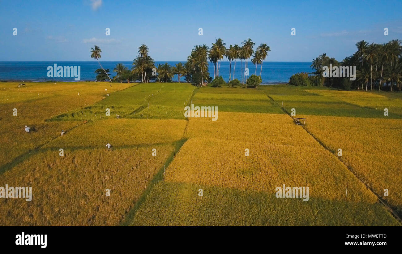 Rice field with yellowish green grass, on the background of blue sea ...
