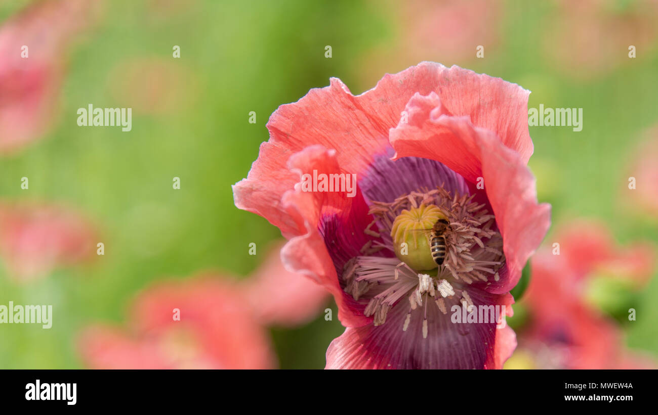 Beautiful yellow alpine poppies hi-res stock photography and images - Alamy