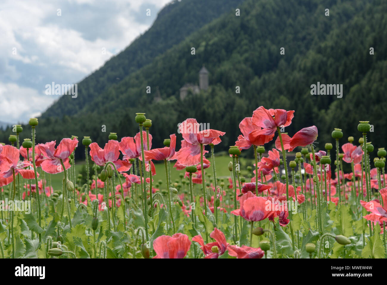 Beautiful yellow alpine poppies High Resolution Stock Photography and ...