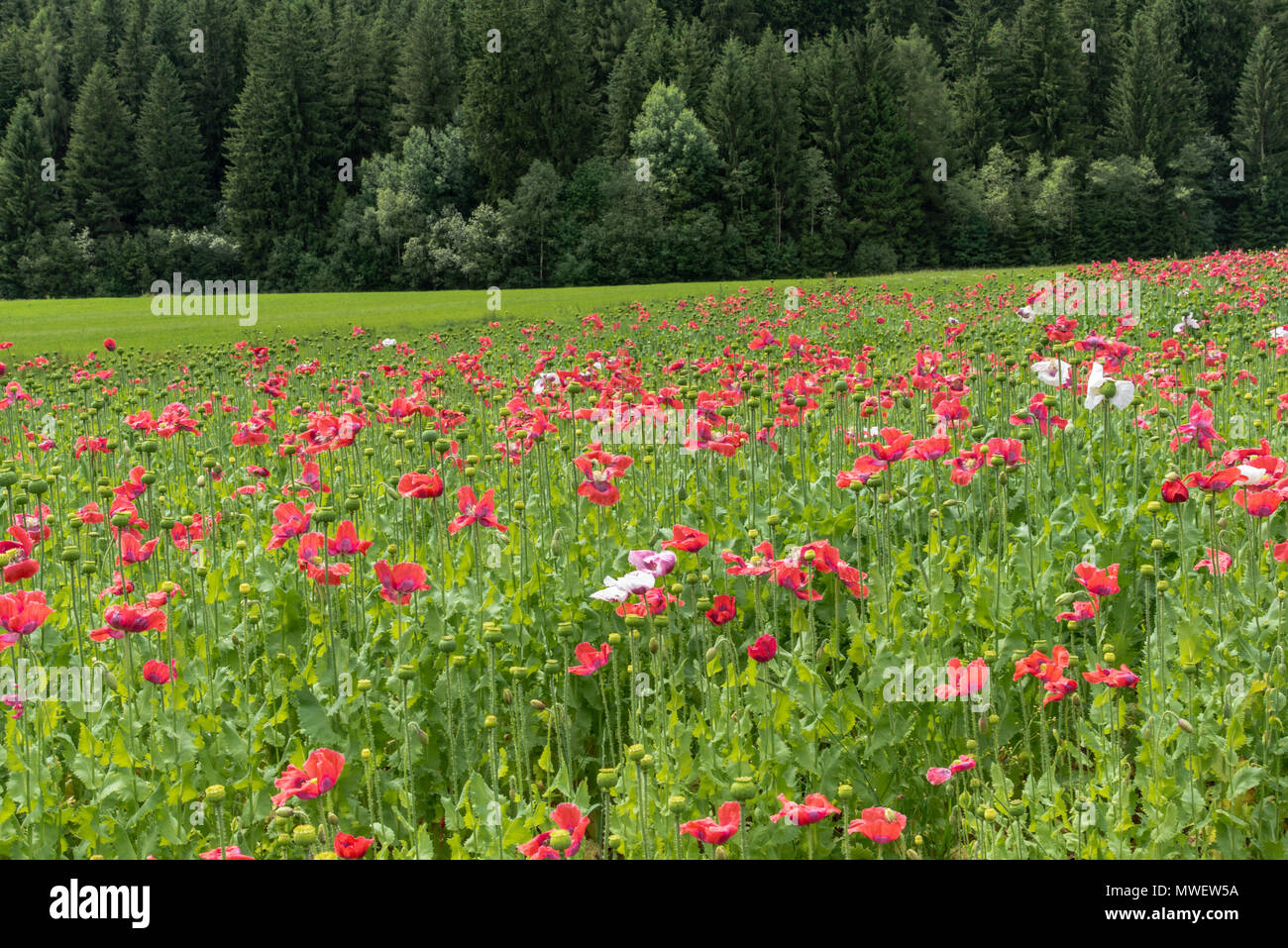Beautiful yellow alpine poppies High Resolution Stock Photography and ...