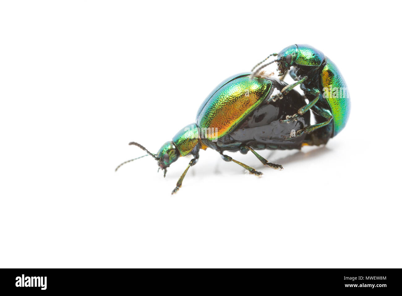 Uk beetles hi-res stock photography and images - Alamy