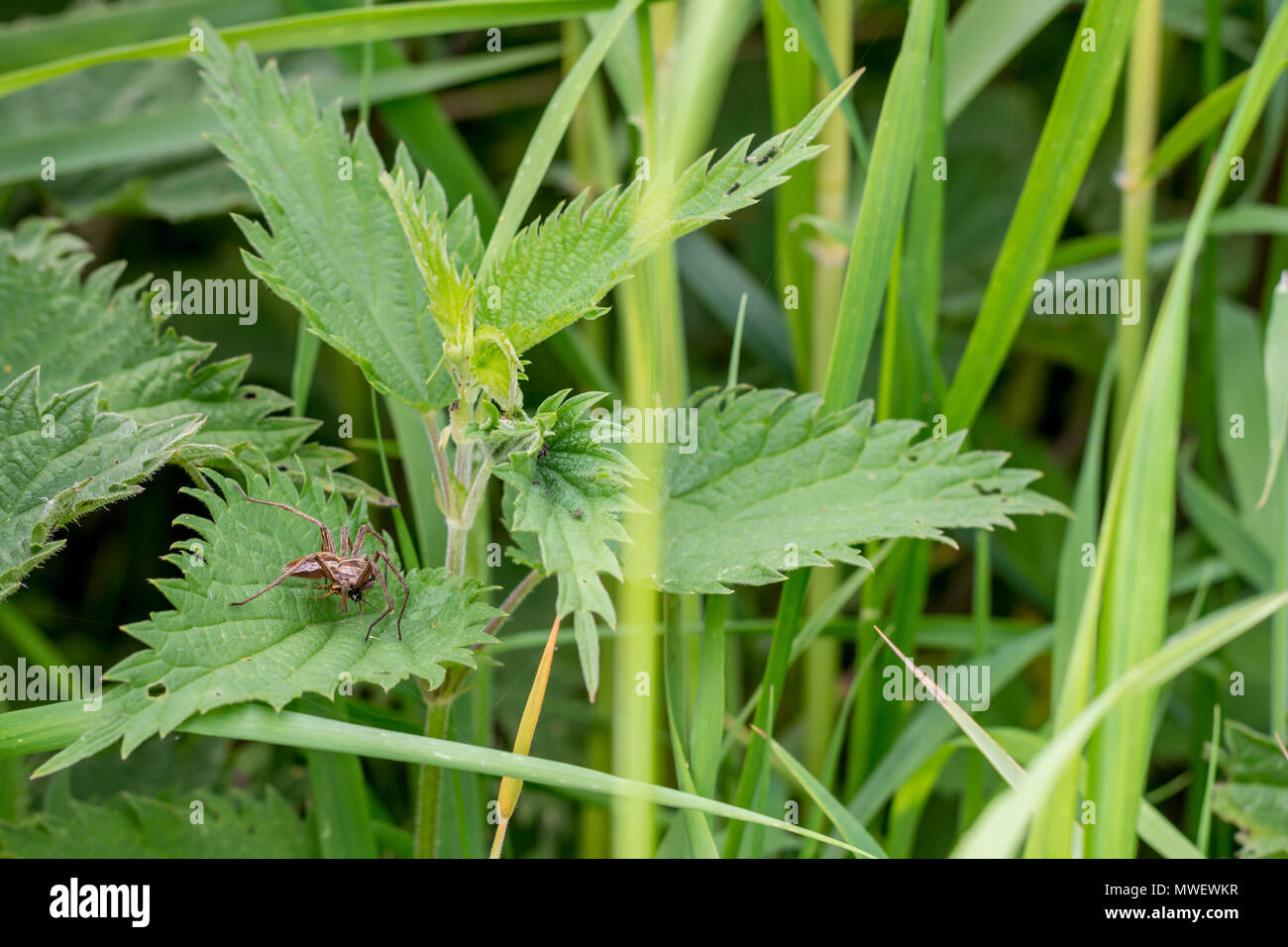 Marsh insects hi-res stock photography and images - Alamy